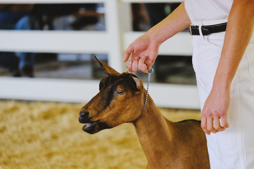 Master Clipping For Goat Shows Goat Journal